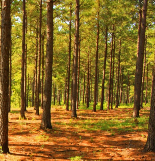 natural resources trees