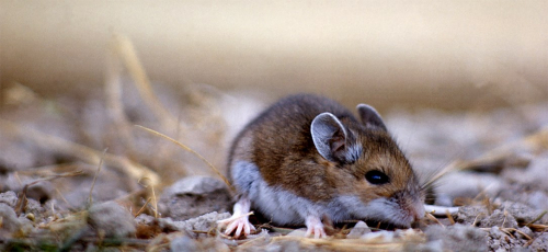 Local public health agencies confirm case of Hantavirus | Deschutes ...