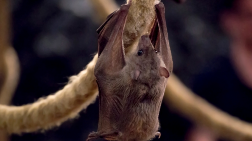 A bat found in Deschutes County tests positive for rabies | Deschutes ...