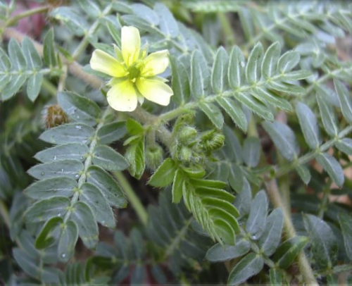 Noxious Weed Program | Deschutes County Oregon